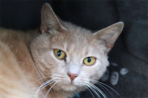 Bertesite - Stockholms Katthem